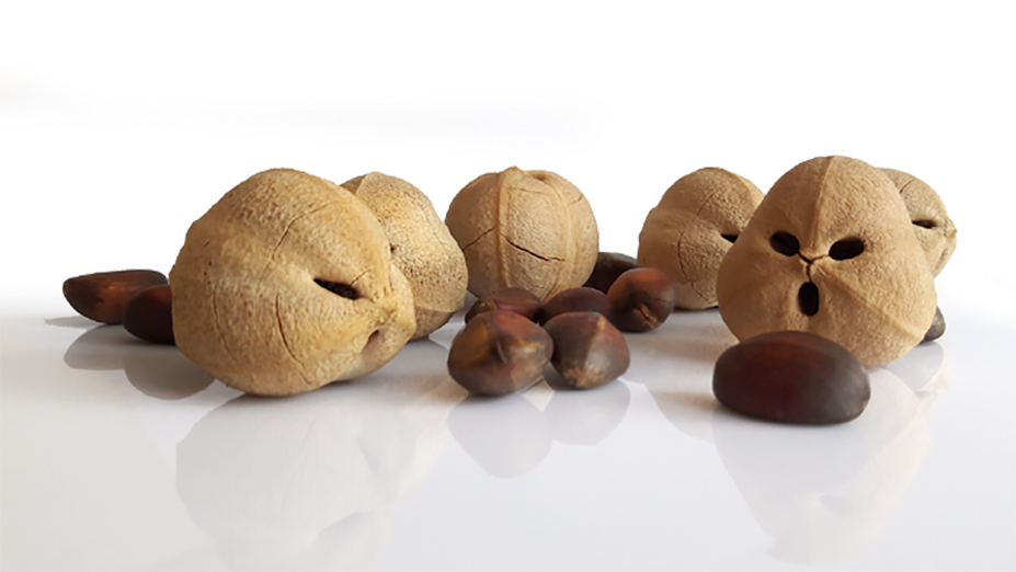 Cacay: un tesoro del Amazonas